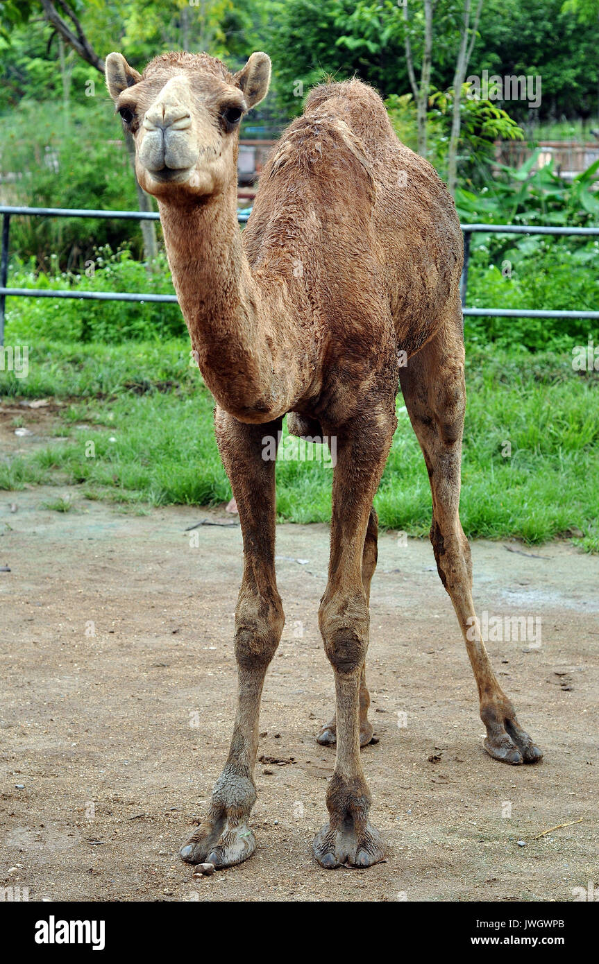 Dromedary camel close up isolated hi-res stock photography and images ...