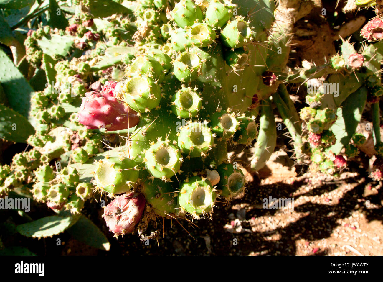 Cactus garden at island Majorca, Balearic Islands, Spain Stock Photo ...