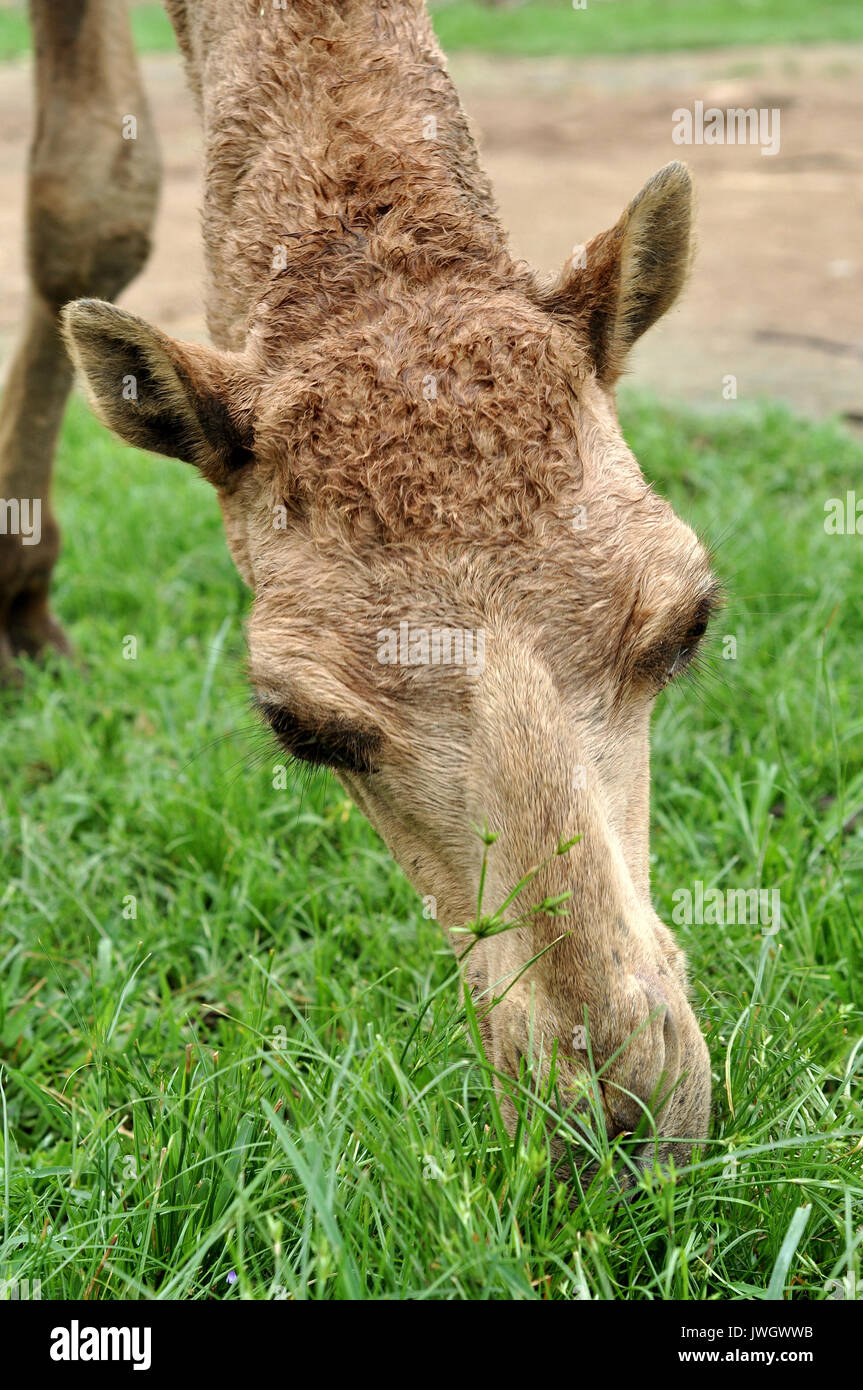 The dromedary or Arabian camel has a single hump. Dromedaries are ...