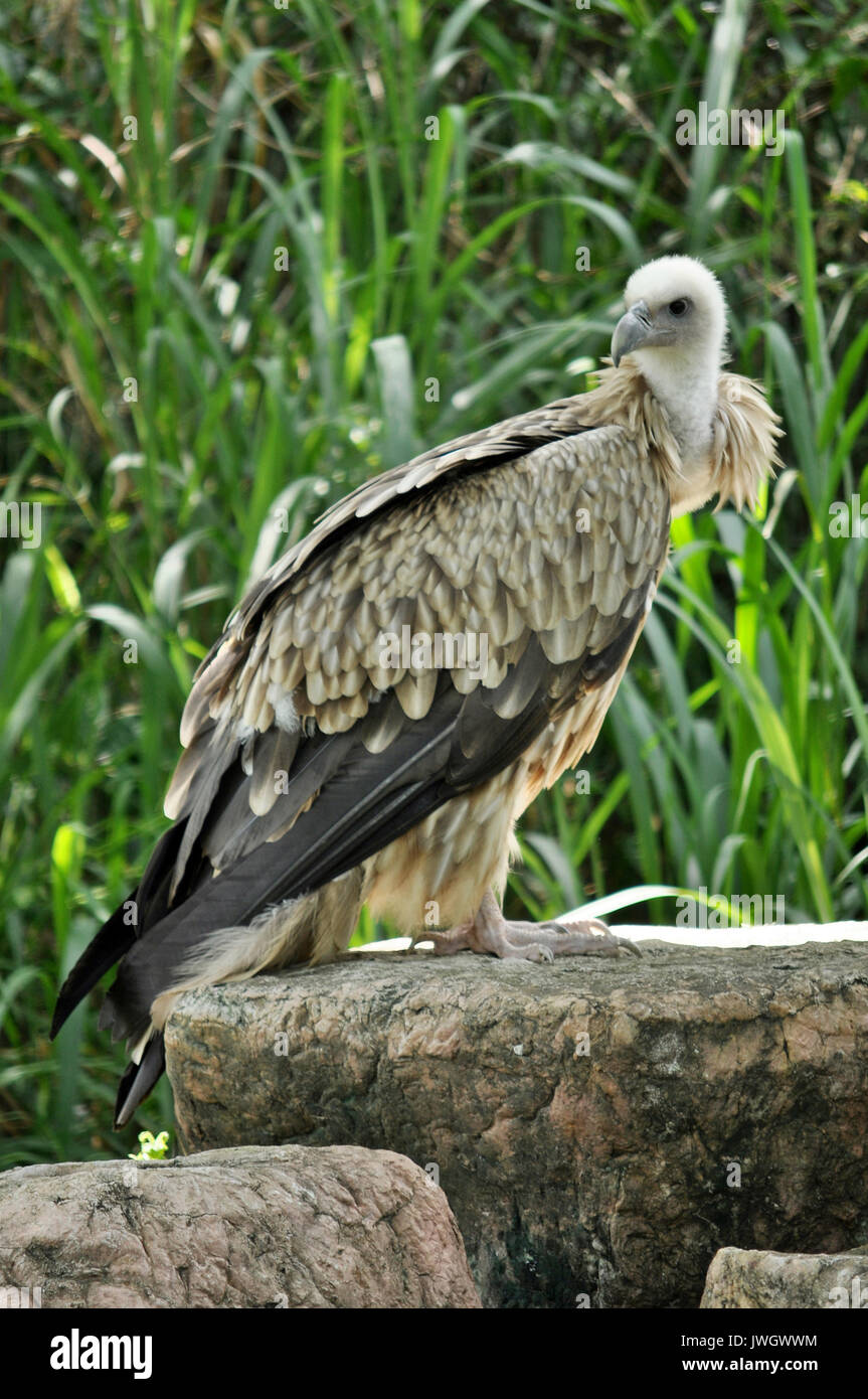 The Himalayan Griffon Vulture is even larger than the European Griffon ...