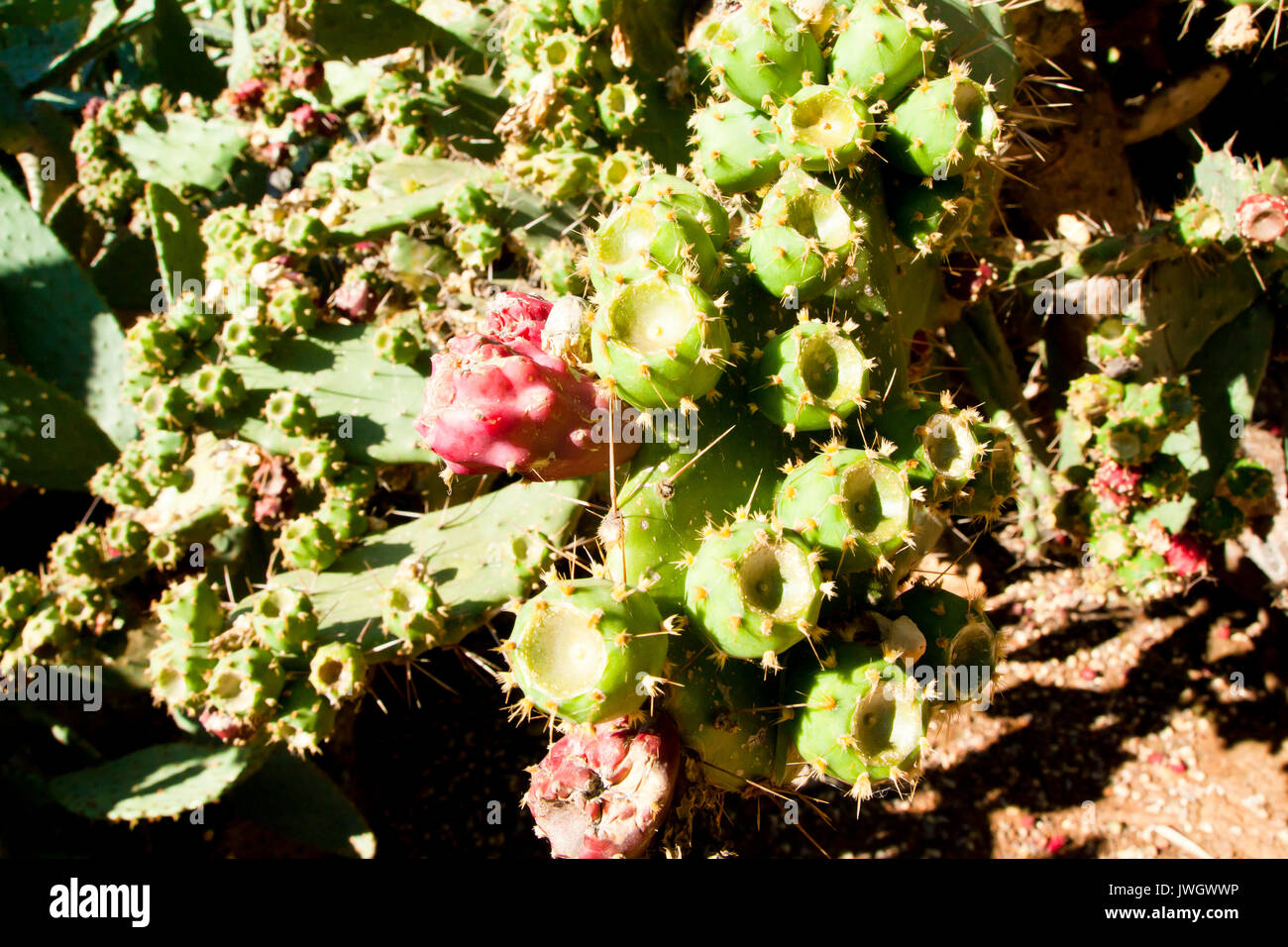 Cactus garden at island Majorca, Balearic Islands, Spain Stock Photo ...
