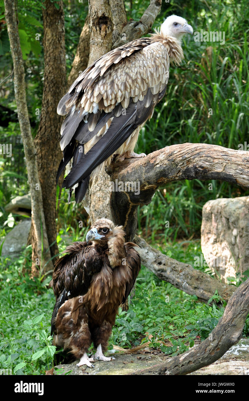 Asia vulture death hi-res stock photography and images - Alamy