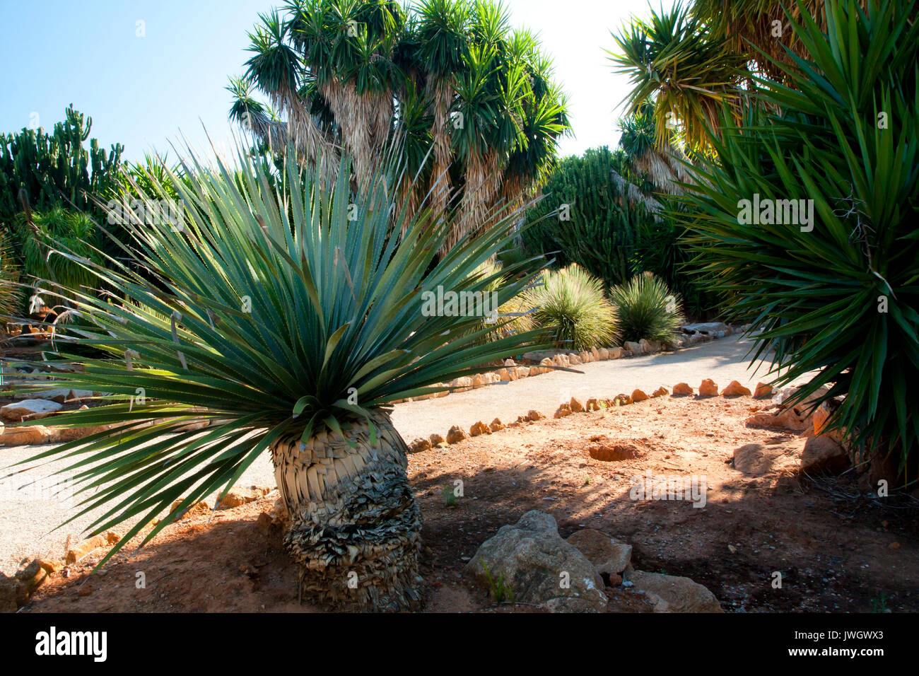 Cactus garden at island Majorca, Balearic Islands, Spain Stock Photo ...