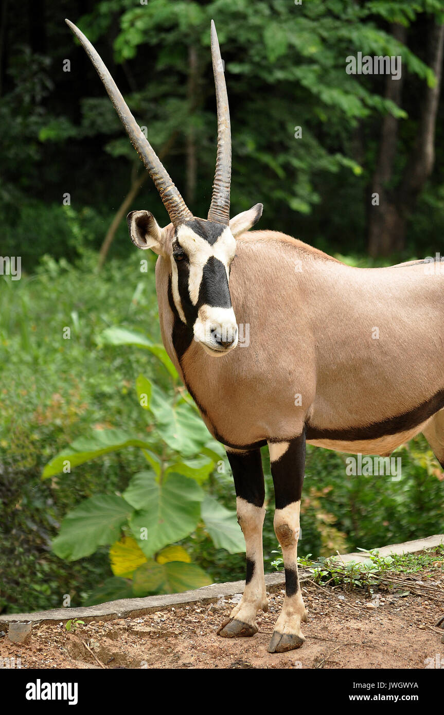 Gemsbok Africano
