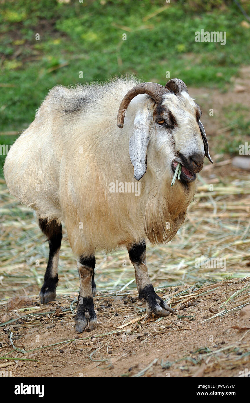 Goats are one of the oldest domesticated species. Goats have been used ...