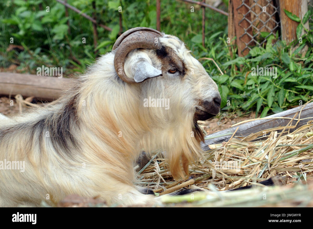 Goats are one of the oldest domesticated species. Goats have been used ...