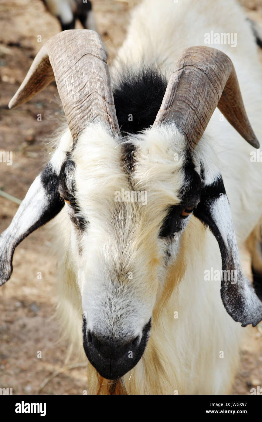 Goats are one of the oldest domesticated species. Goats have been used ...