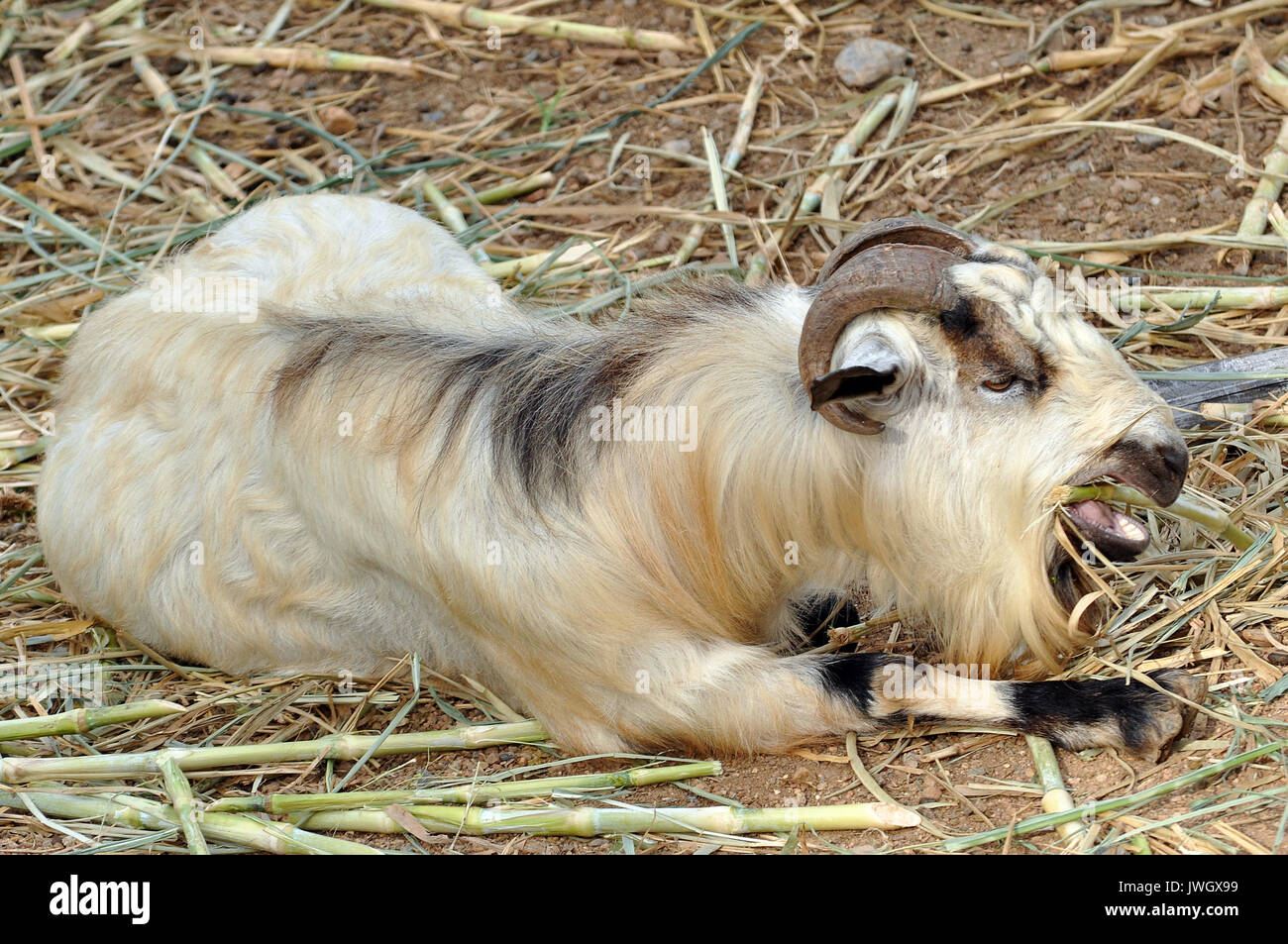 Goats are one of the oldest domesticated species. Goats have been used ...