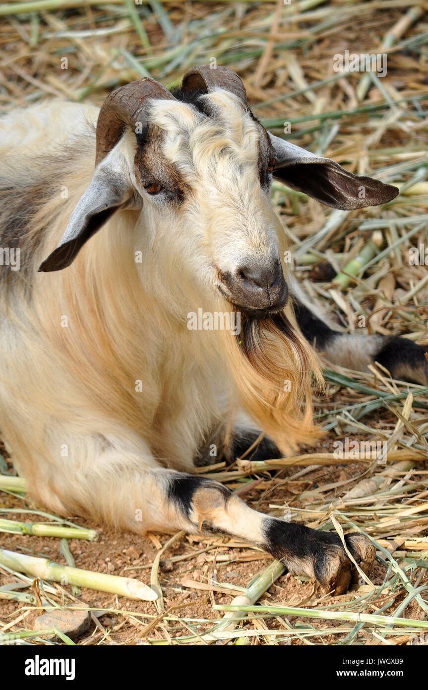 Goats are one of the oldest domesticated species. Goats have been used ...