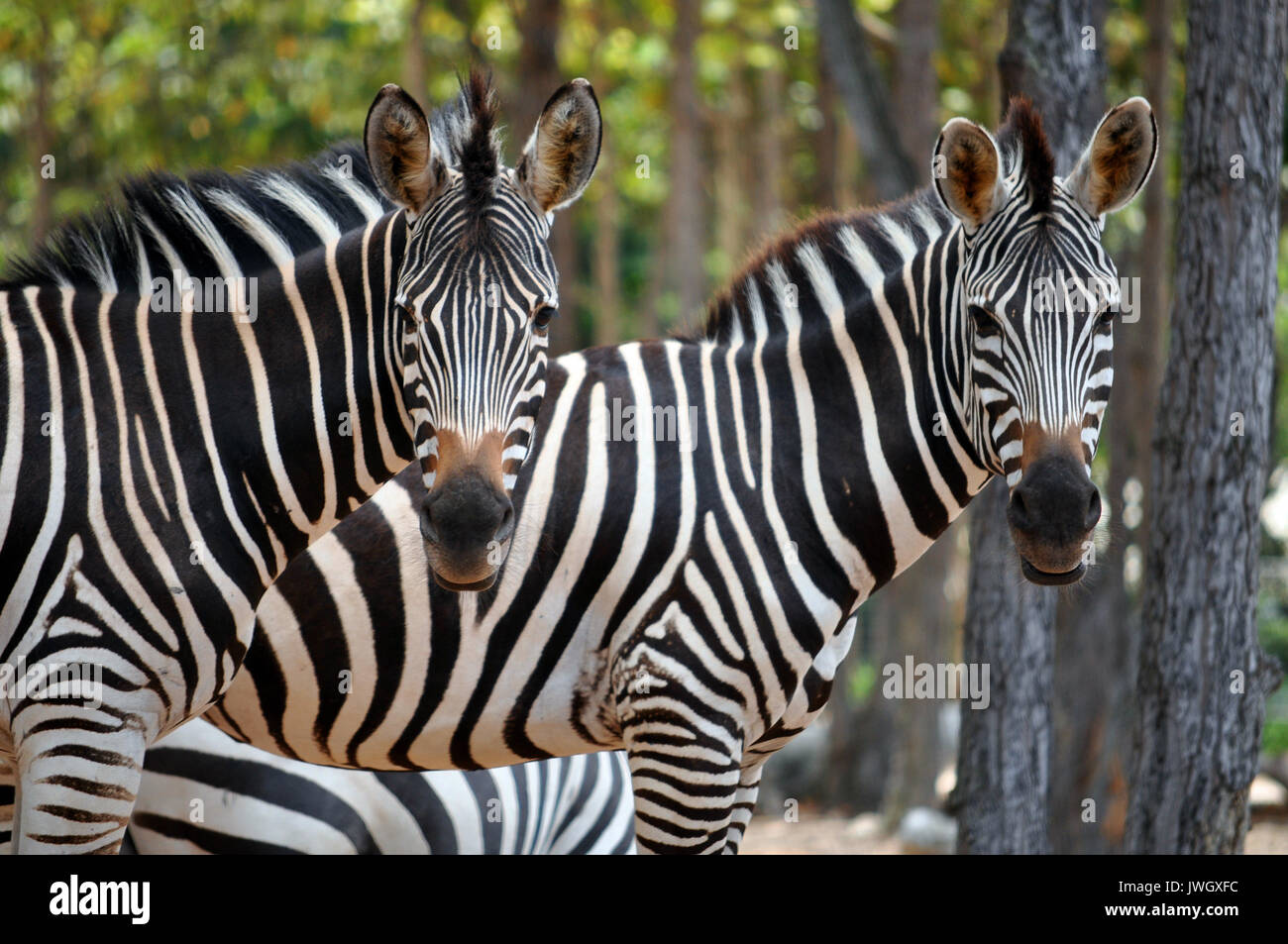 The unique stripes of zebras make these among the animals most familiar ...