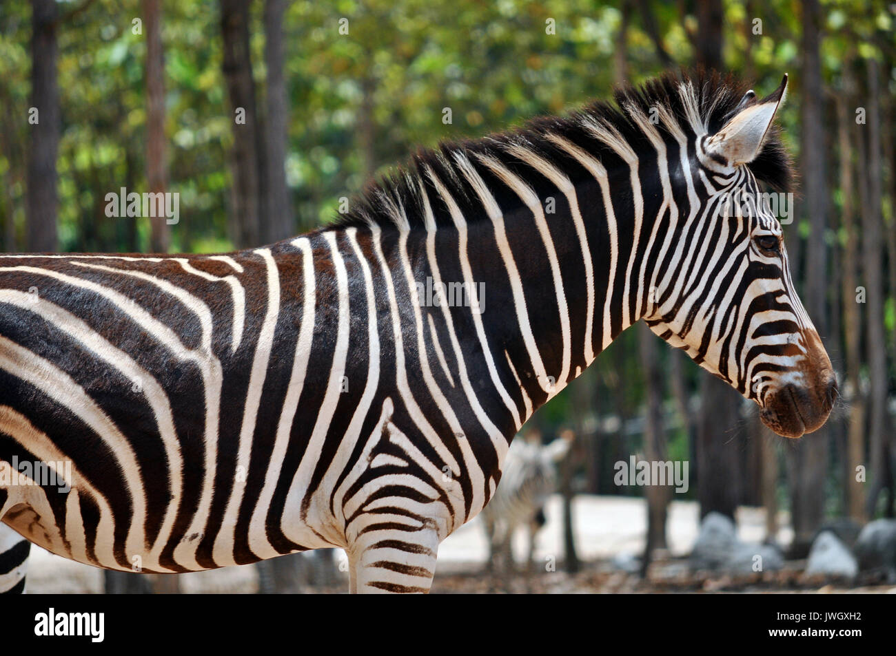 The unique stripes of zebras make these among the animals most familiar ...