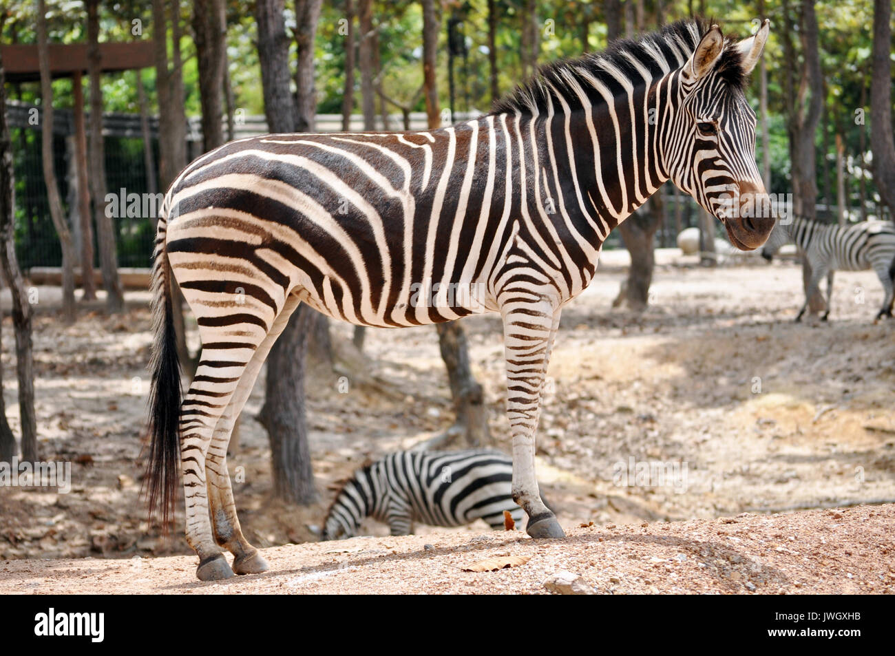 The unique stripes of zebras make these among the animals most familiar ...