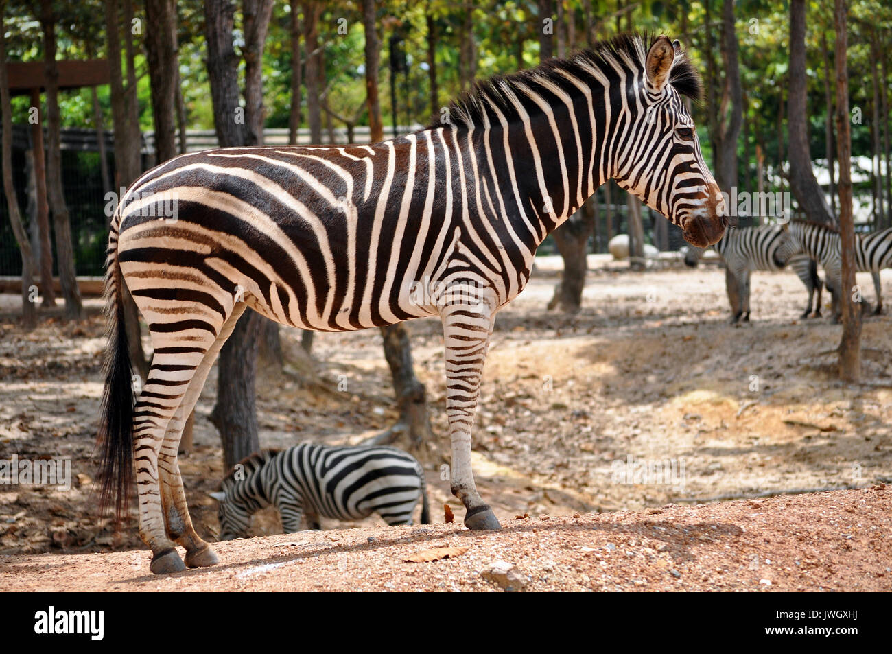 The unique stripes of zebras make these among the animals most familiar ...