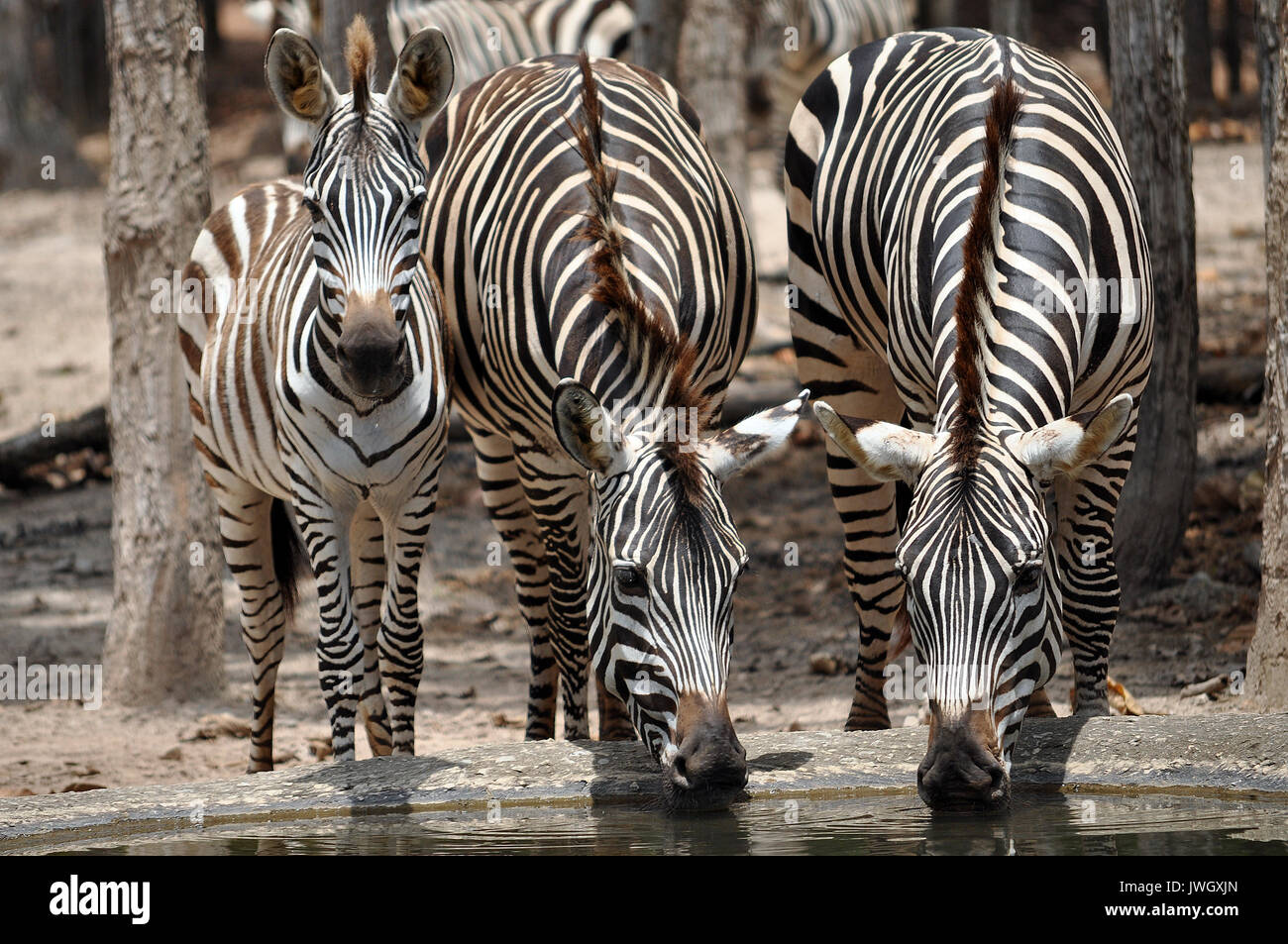 The unique stripes of zebras make these among the animals most familiar ...