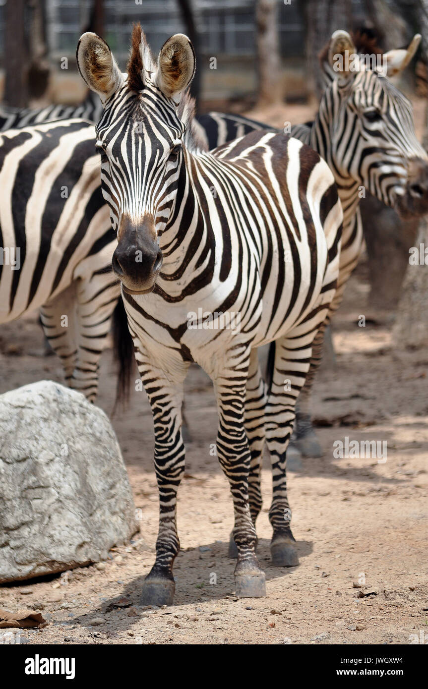 The unique stripes of zebras make these among the animals most familiar ...