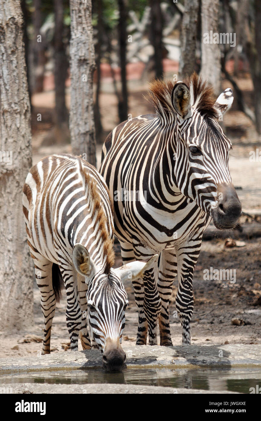 The unique stripes of zebras make these among the animals most familiar ...
