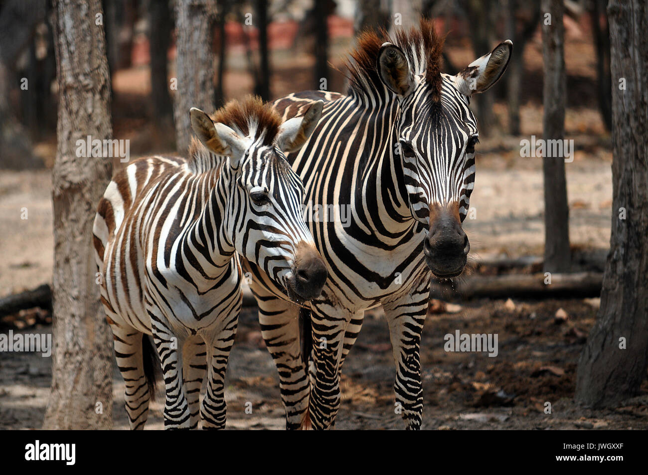 The unique stripes of zebras make these among the animals most familiar ...