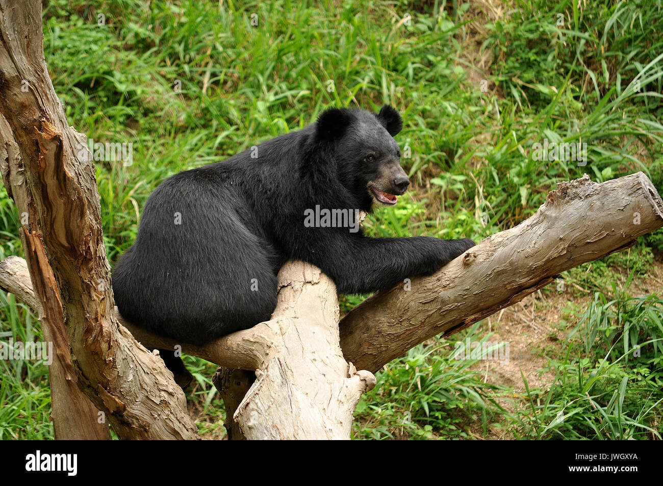 Hybrid bear hi-res stock photography and images - Alamy