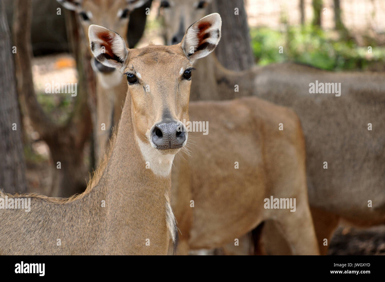 Nilgai keoladeo park hi-res stock photography and images - Alamy