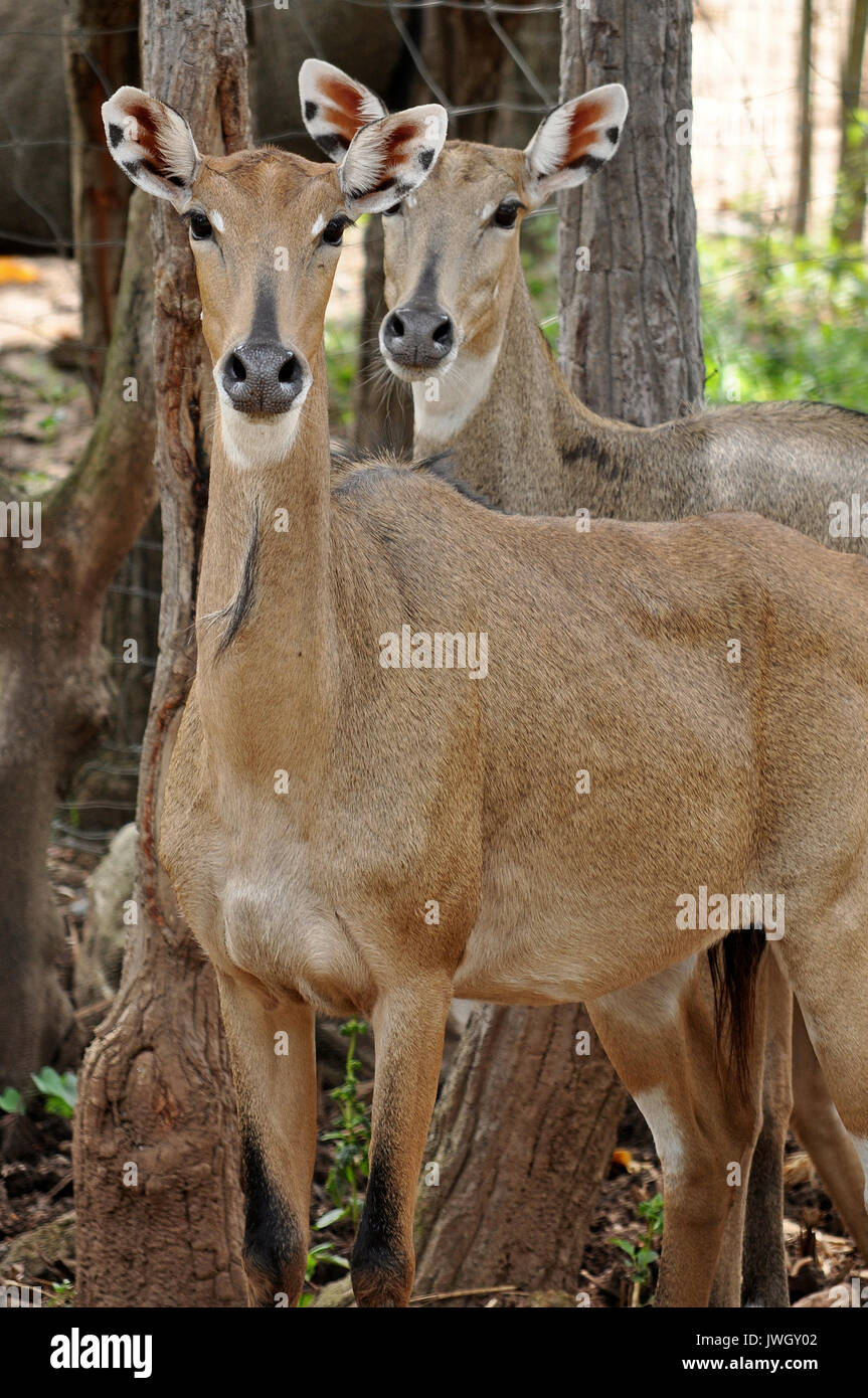 Robust legs hi-res stock photography and images - Alamy