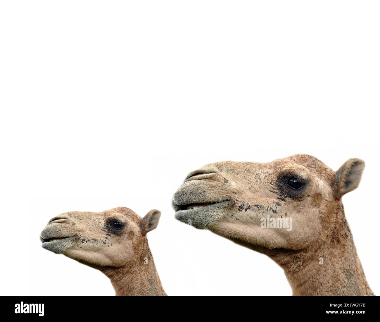The dromedary or Arabian camel has a single hump. Dromedaries are ...