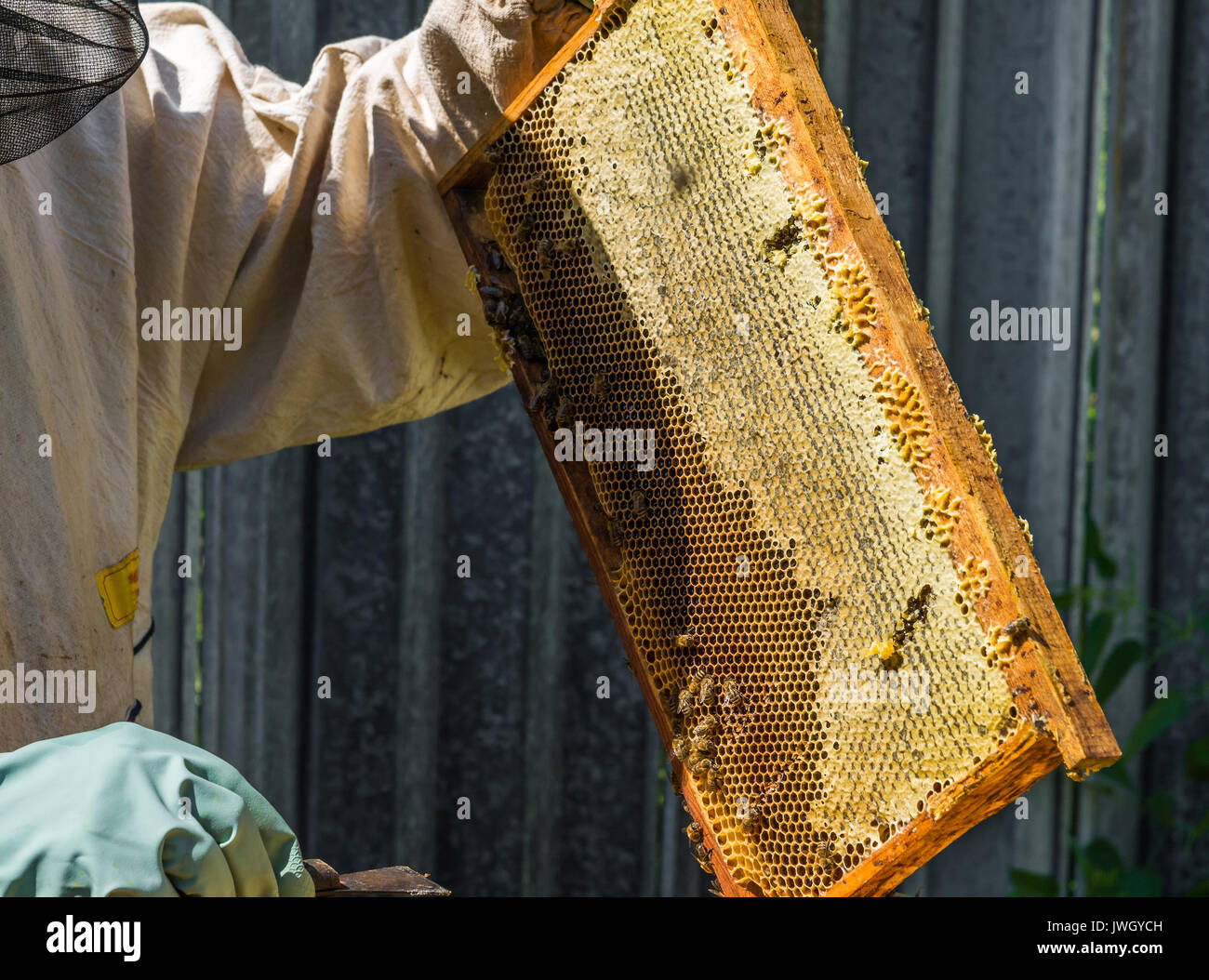 Dog with bee sting hi-res stock photography and images - Alamy