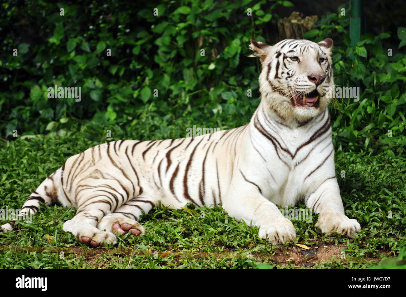 To date, the only known white tigers have been from the Bengal tiger ...