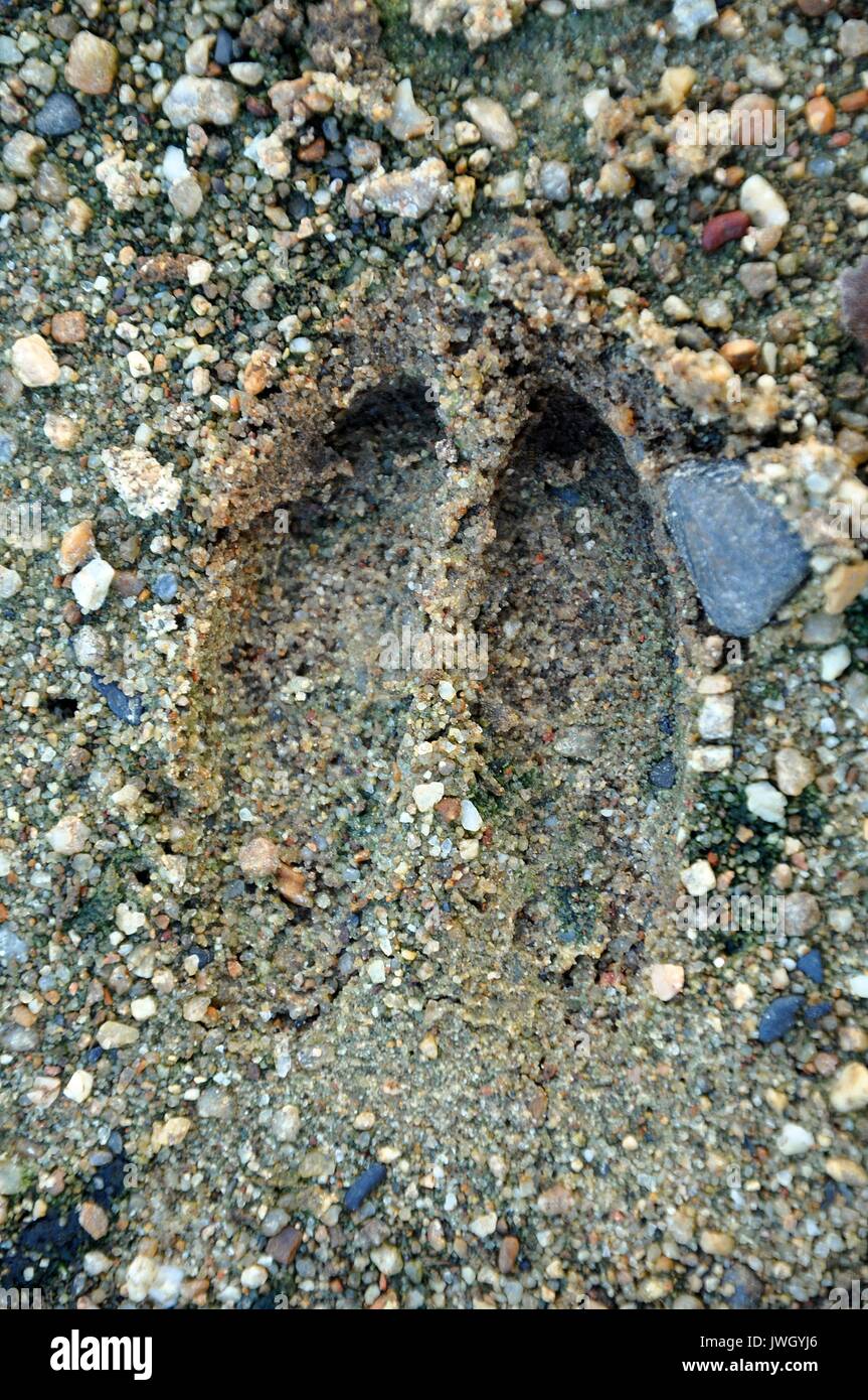 Tracking Footprints Sand High Resolution Stock Photography and Images ...