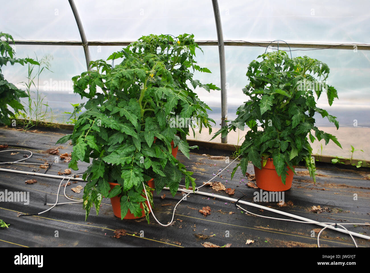 Spring Tomato Plants Growing in a Greenhouse Stock Photo - Alamy