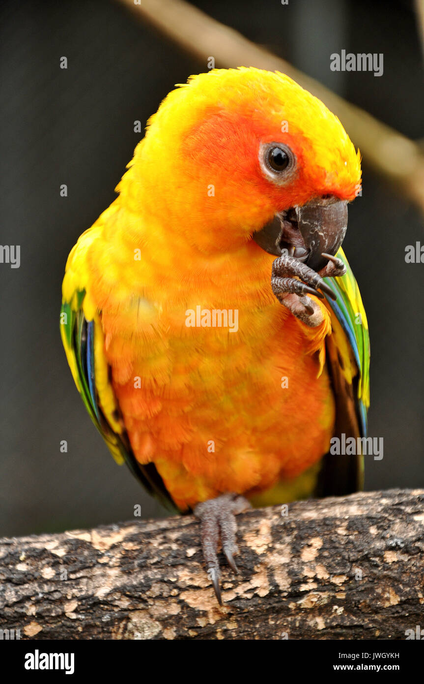 Sun Conure has a rich yellow crown, nape, mantle, lesser wing-coverts ...