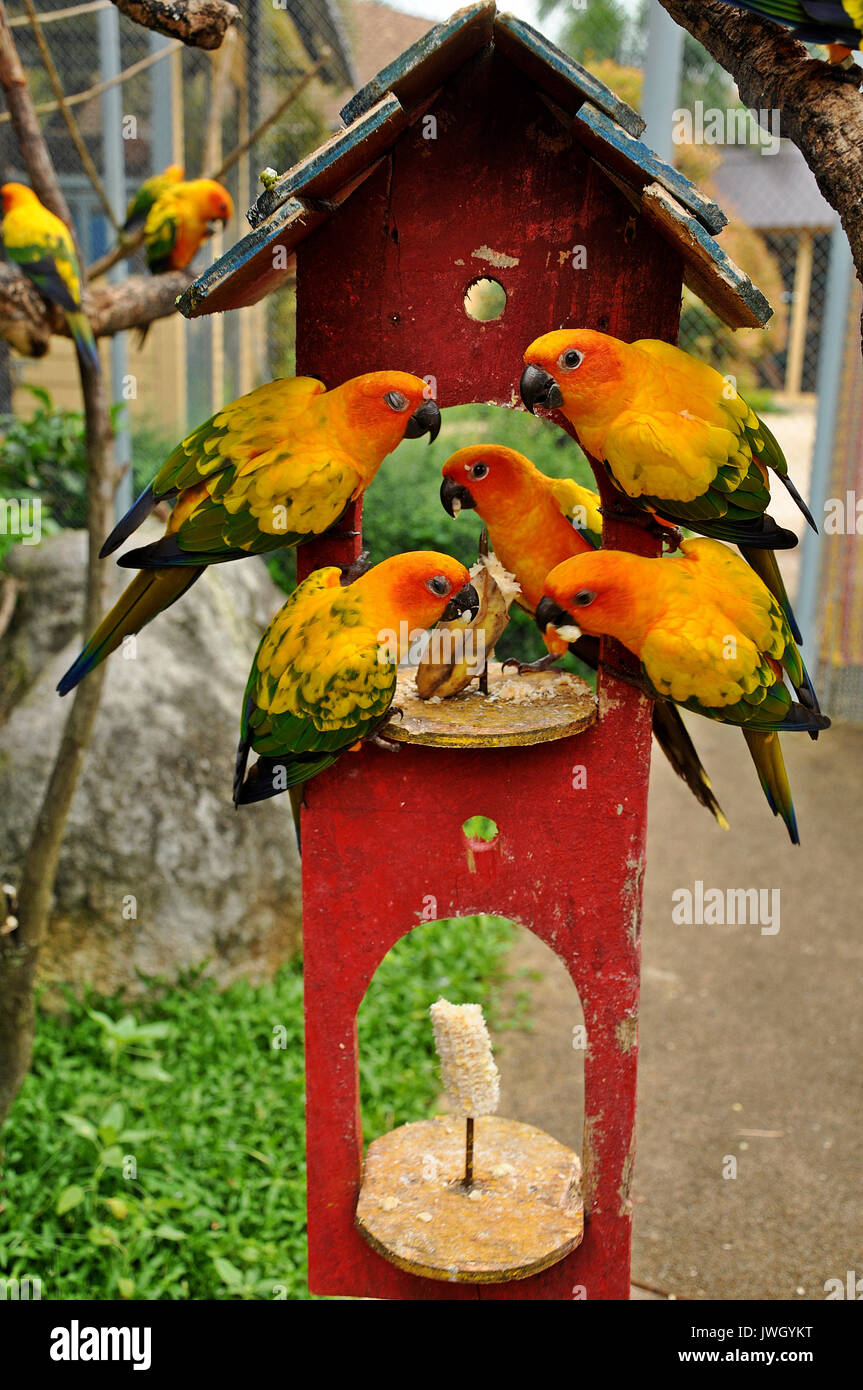 Sun Conure has a rich yellow crown, nape, mantle, lesser wing-coverts ...