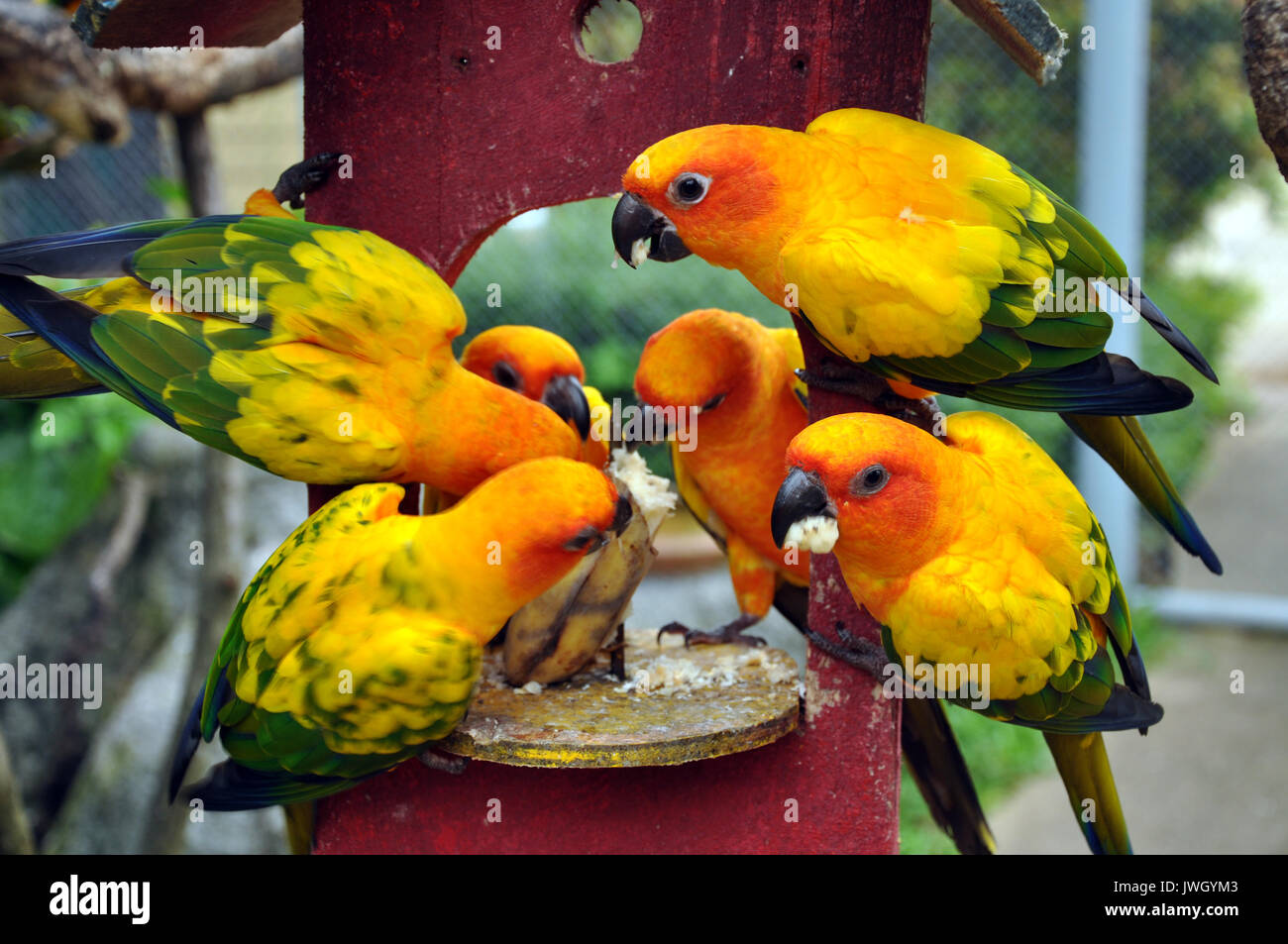 Sun Conure has a rich yellow crown, nape, mantle, lesser wing-coverts ...