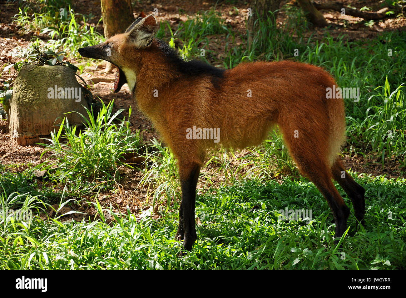 The maned wolf has often been described as "a red fox on stilts" owing ...