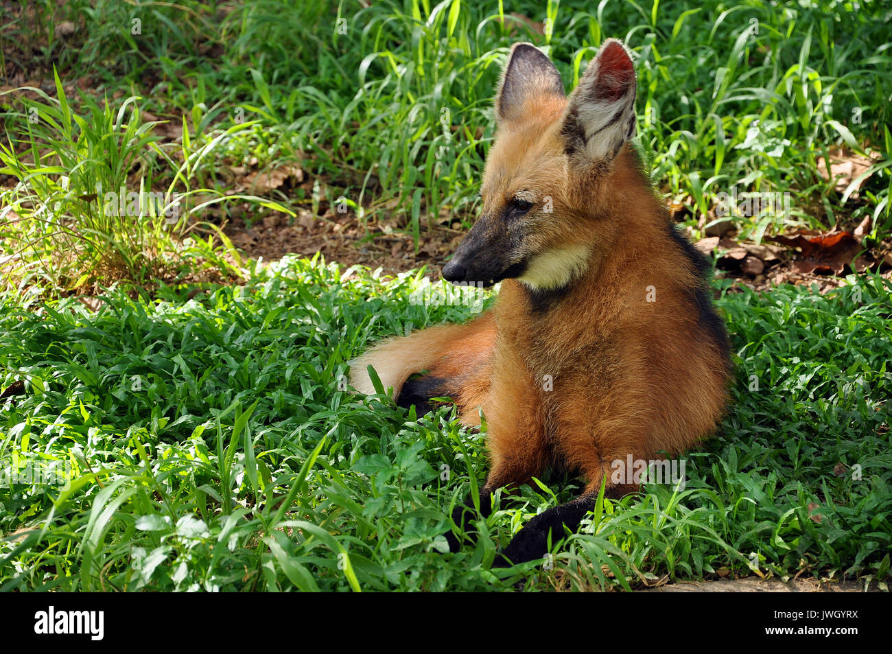 The maned wolf has often been described as "a red fox on stilts" owing ...