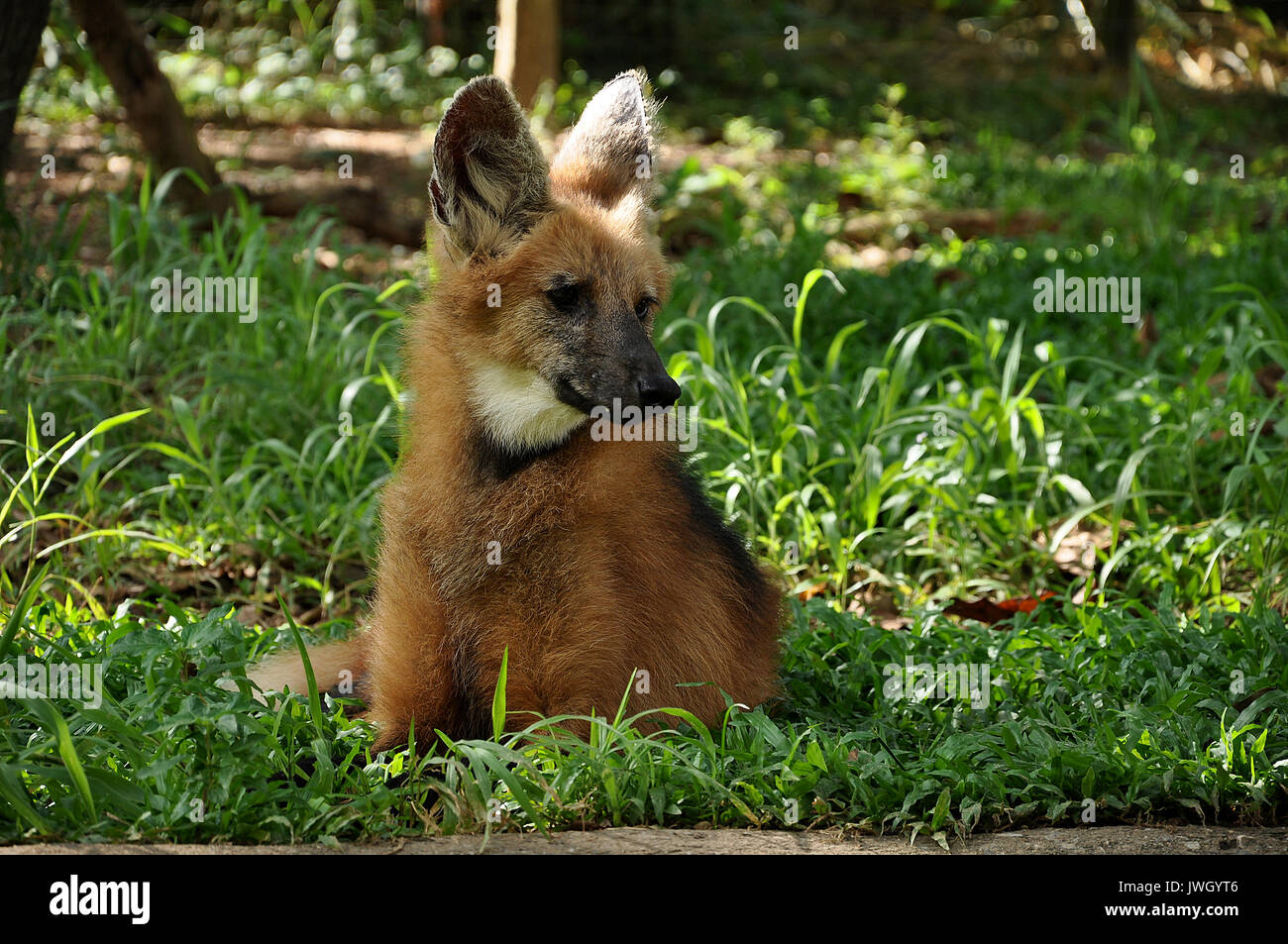 The maned wolf has often been described as "a red fox on stilts" owing ...