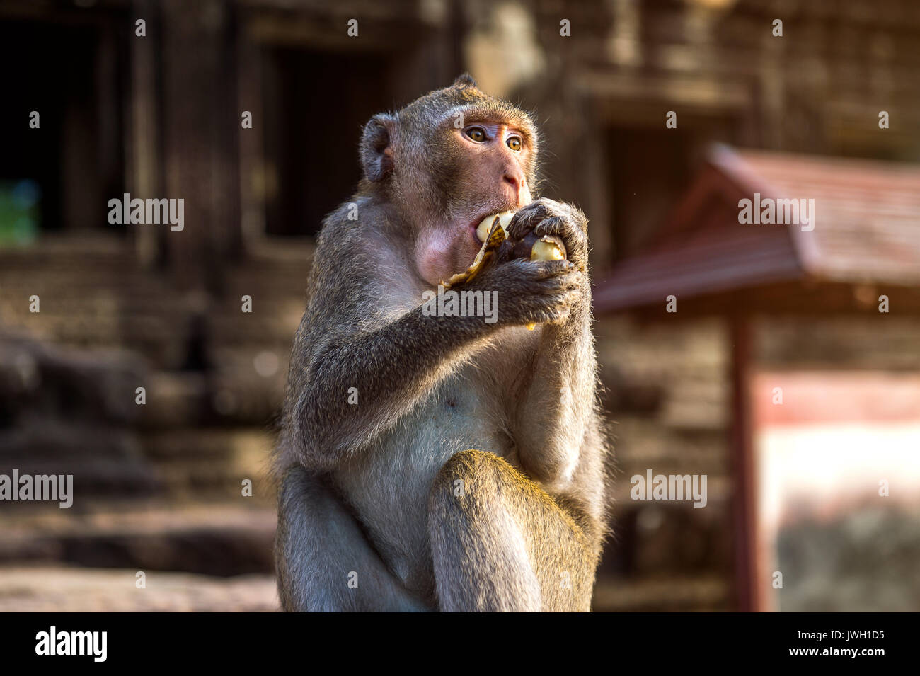 Chimpanzee eating banana hi-res stock photography and images - Alamy