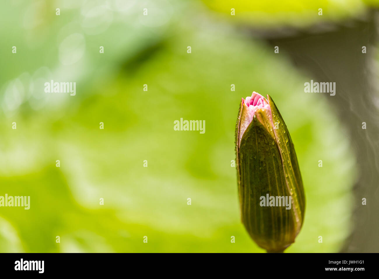 Single lotus flower hi-res stock photography and images - Alamy
