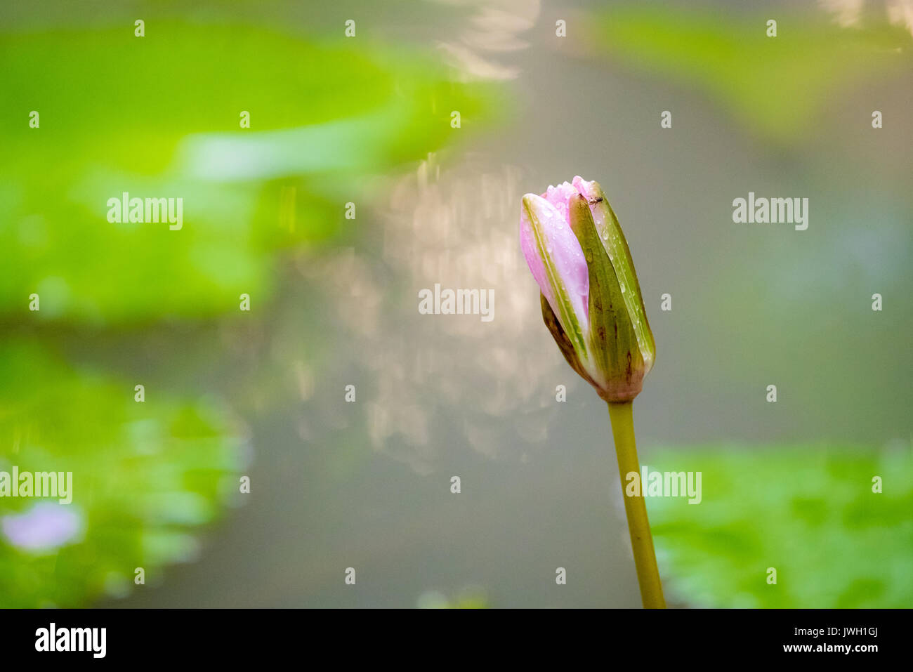 Single lotus flower hi-res stock photography and images - Alamy