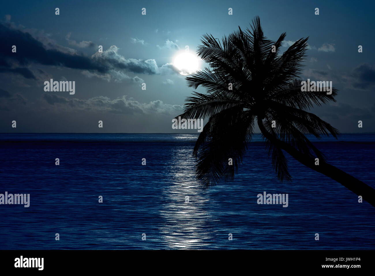 Palm tree silhouette black full hi-res stock photography and images - Alamy