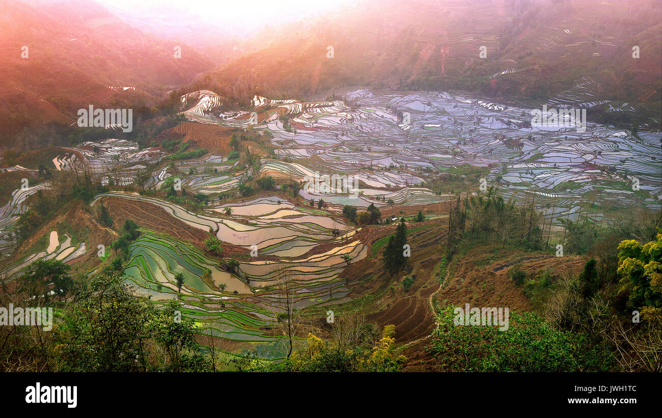Terraced rice fields in Yuanyang, China Stock Photo - Alamy