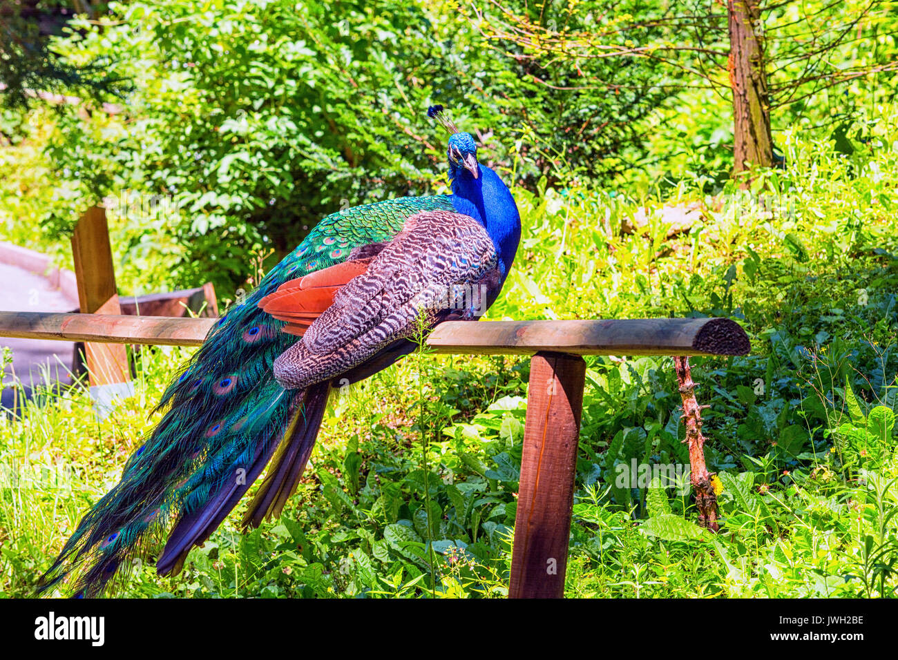 Beautiful big peacock sitting on a wooden fence Stock Photo - Alamy