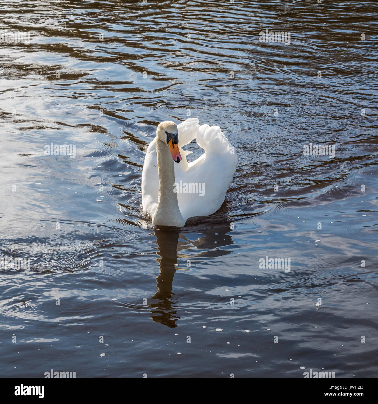 Swan with backlit feathers Stock Photo - Alamy