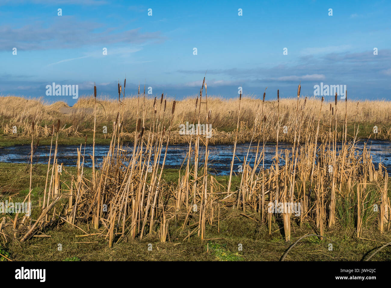 Bullrushes hi-res stock photography and images - Alamy