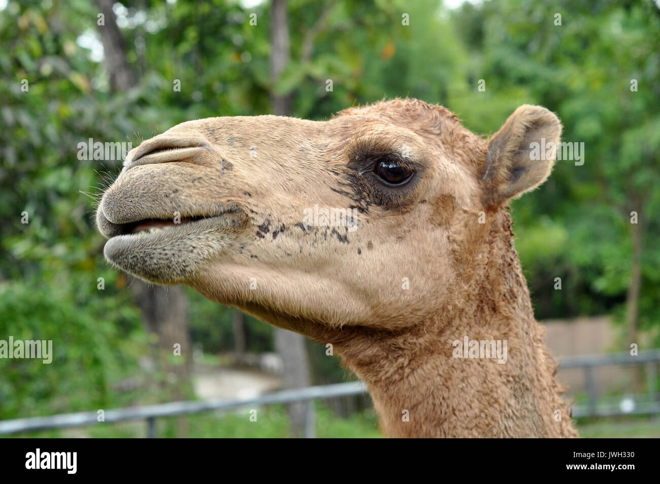 The dromedary camel is the largest member of the camel family Stock ...