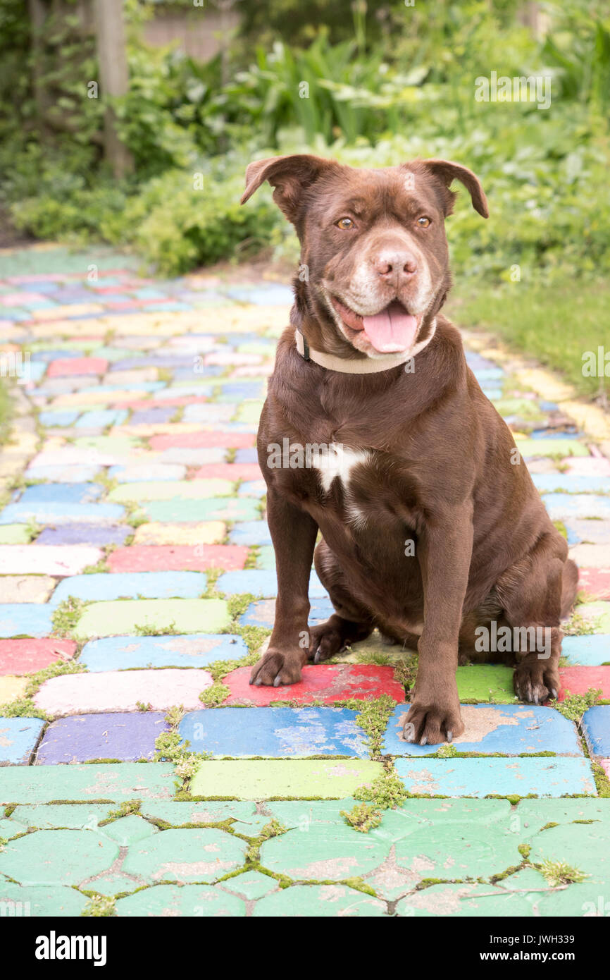 A large brown mixed breed dog sits on a colorful brick walk in a garden ...