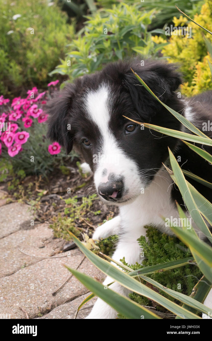 Border collie puppy flowers hi-res stock photography and images - Alamy