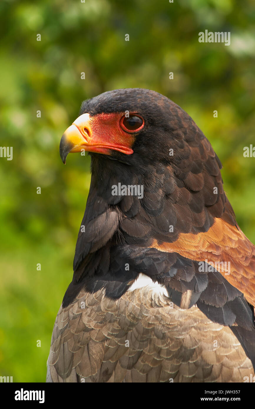 Spanish imperial eagle europe hi-res stock photography and images - Alamy