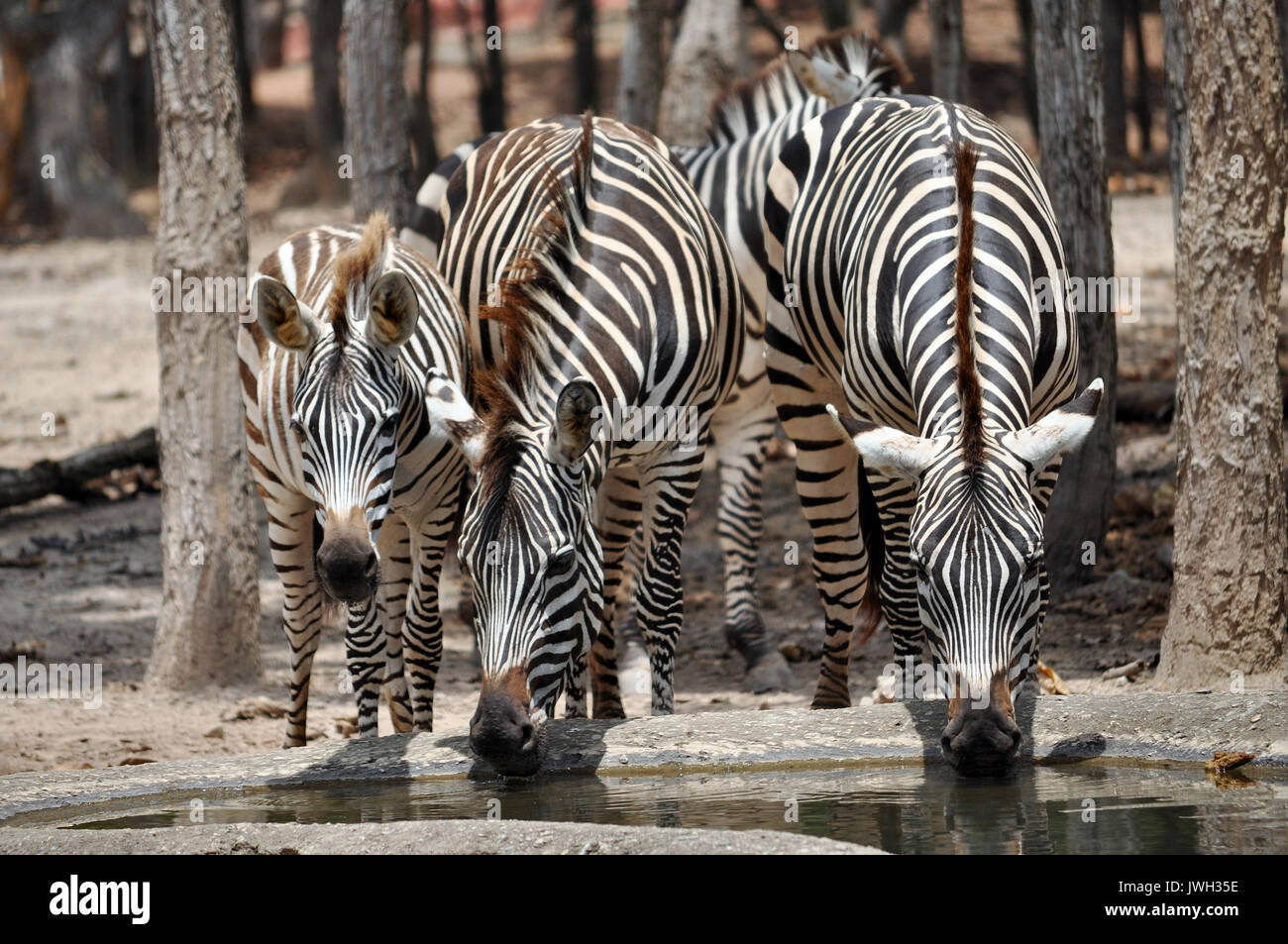 The unique stripes of zebras make these among the animals most familiar ...