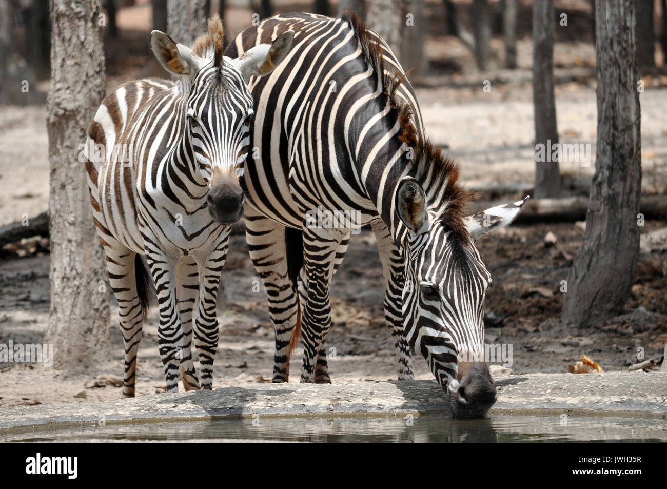 The unique stripes of zebras make these among the animals most familiar ...