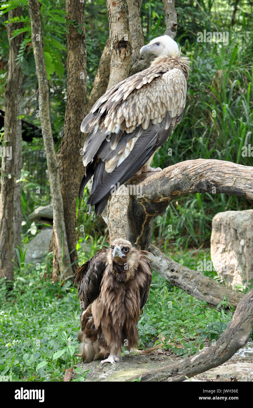Scavenging Birds Stock Photos & Scavenging Birds Stock Images - Alamy